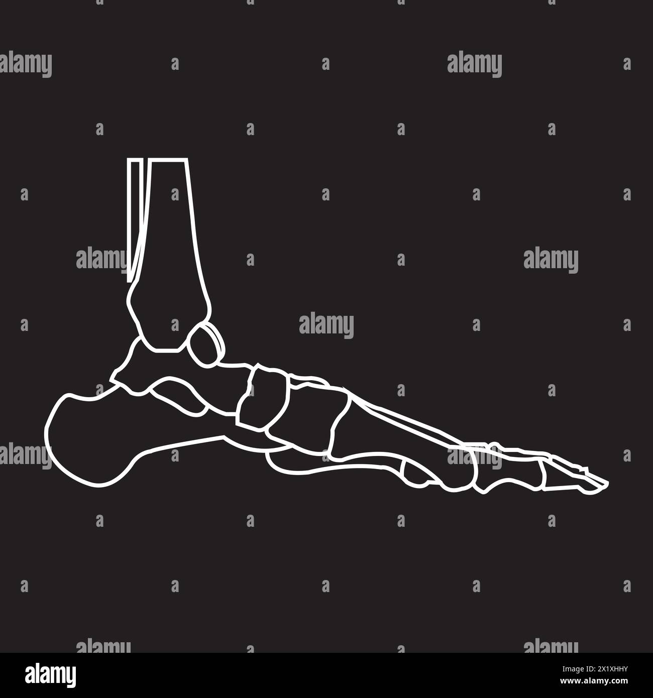 Elegance of human anatomy hi-res stock photography and images - Alamy