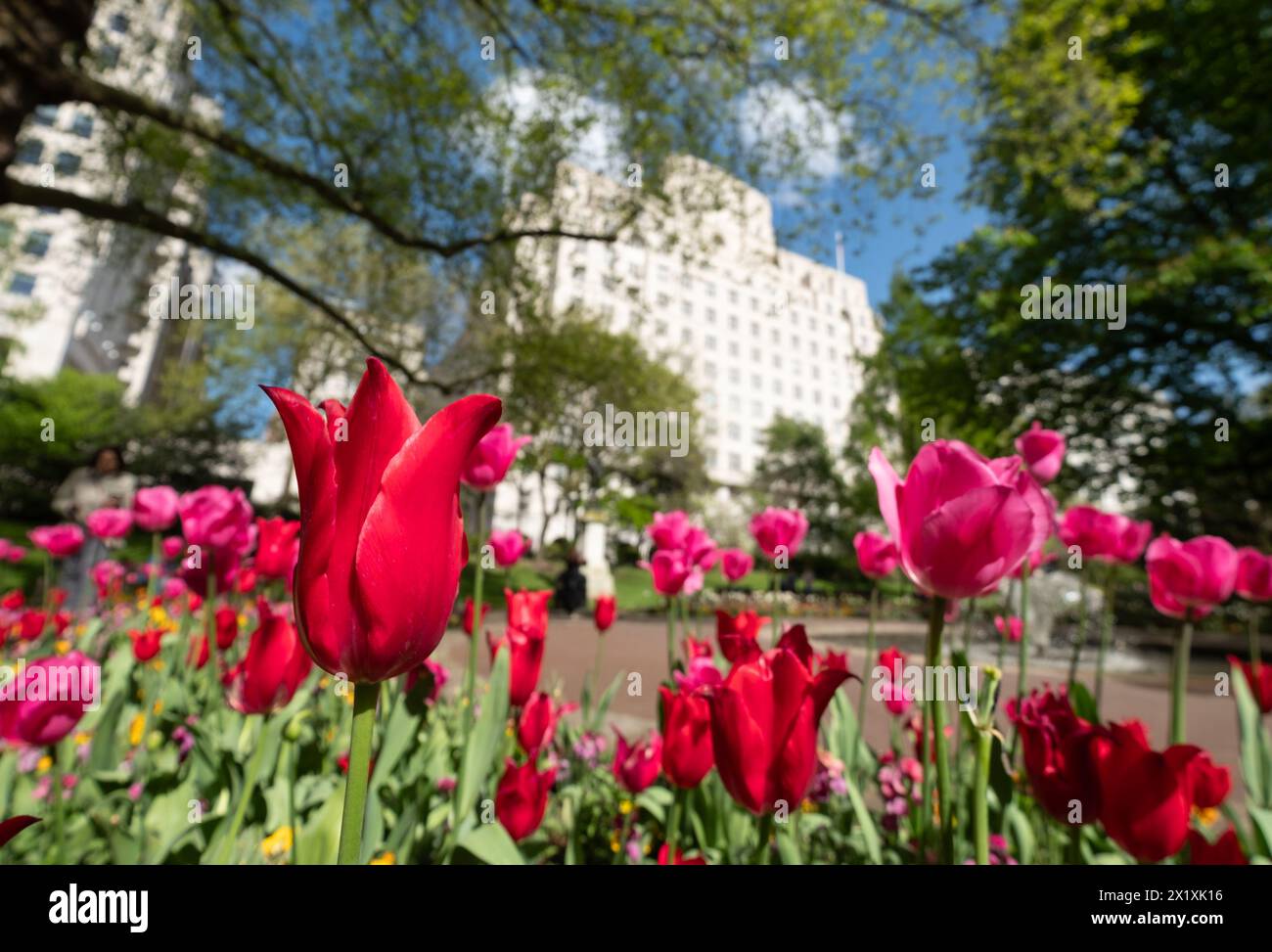 Colourful tulips, photographed in springtime at Victoria Embankment ...