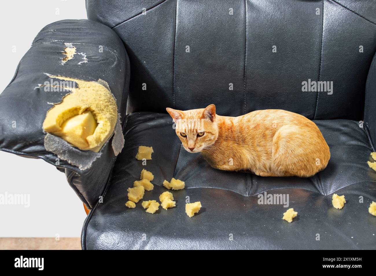 naughty playful cat after biting a couch tired of hard work Stock Photo ...