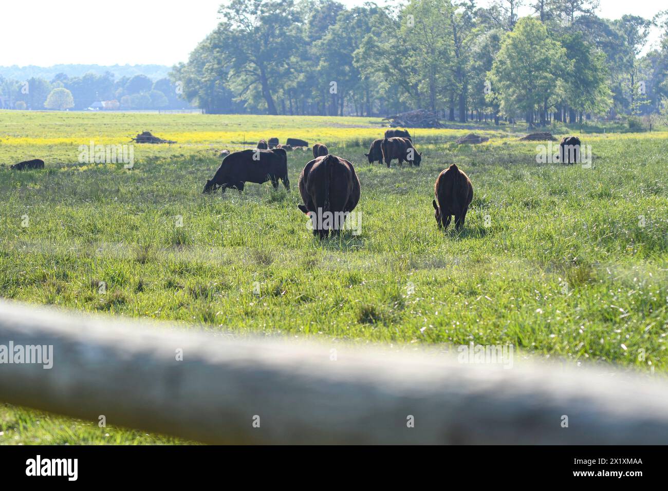 Cows grazing in lush green grass field hi-res stock photography and ...