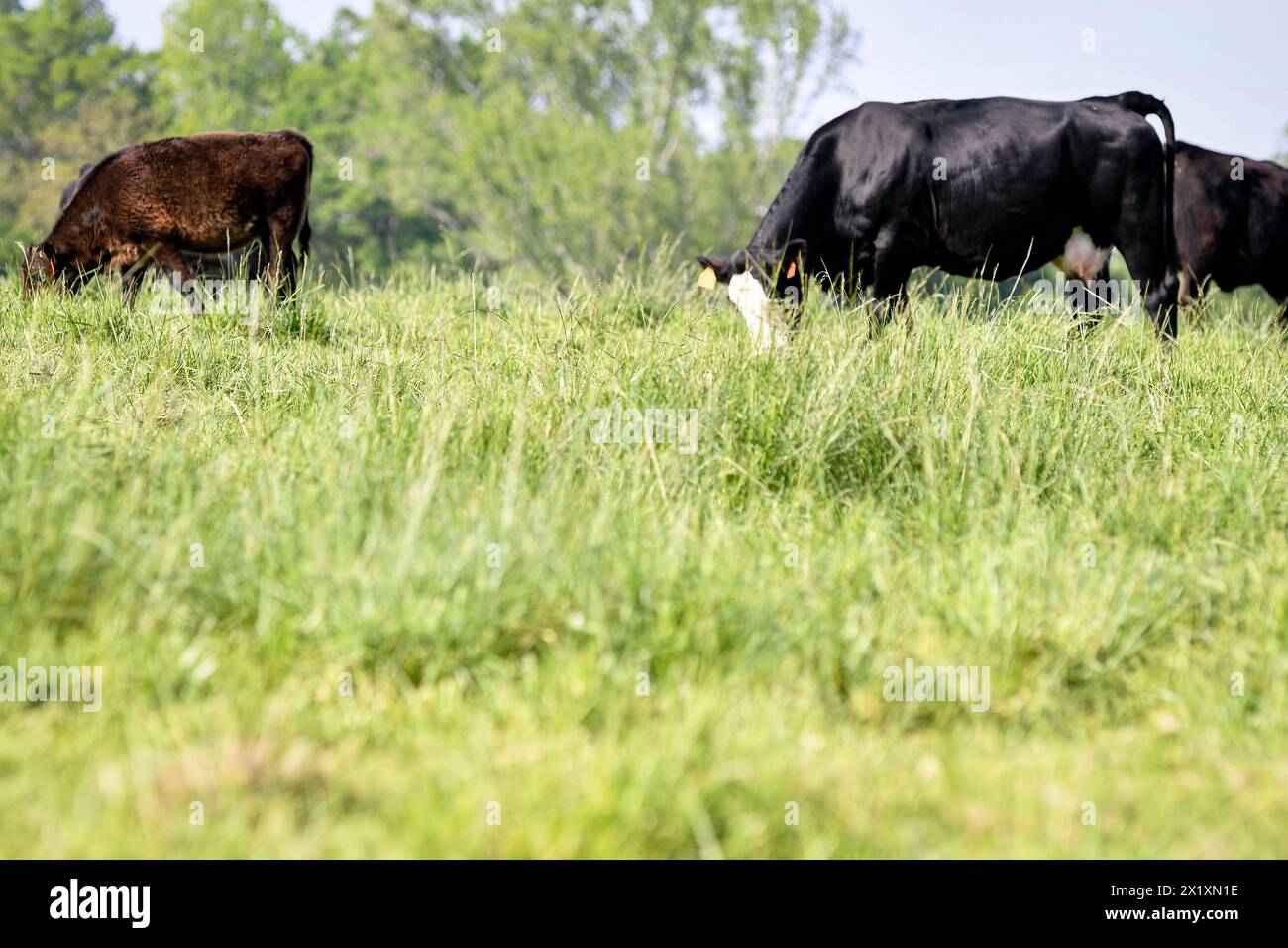 Lush, tall, spring pasture grass with beef cattle grazing out-of-focus ...