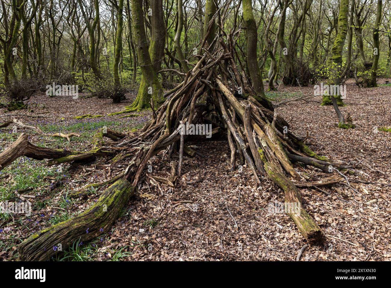 Wendover, UK. 17th April, 2024. A small den constructed from tree ...