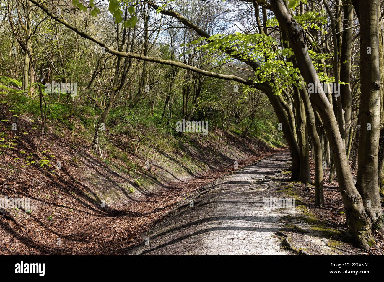 Wendover, UK. 17th April, 2024. A bridleway through woodland on Bacombe ...