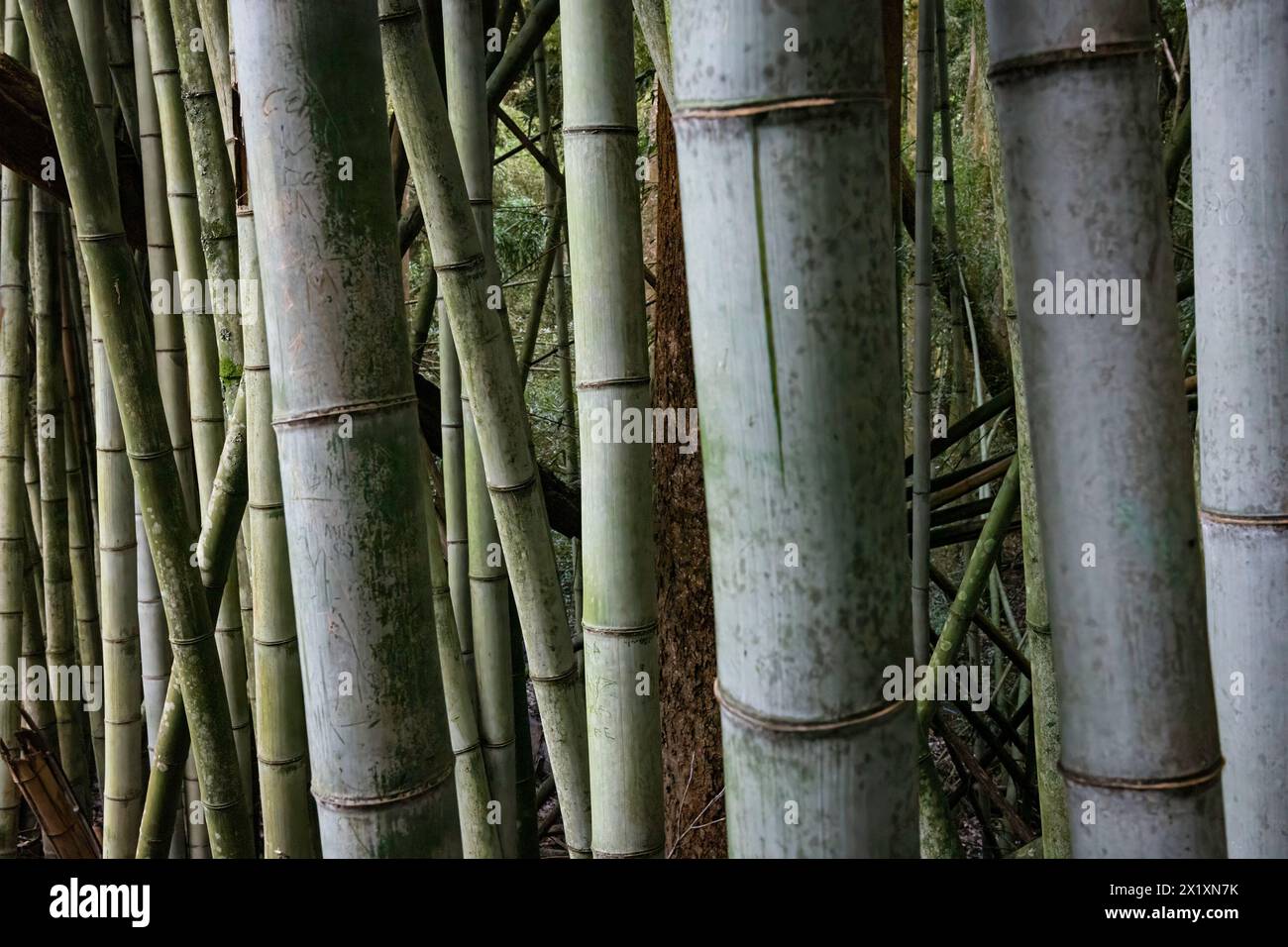 Natural background of the stalks of Giant Gray Bamboo growing in a ...