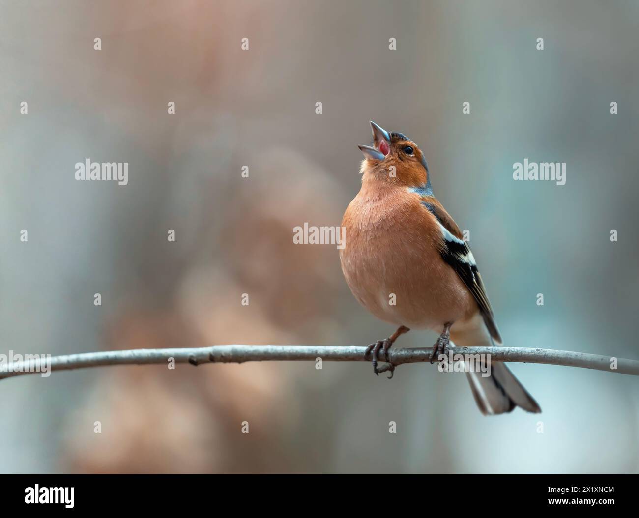 a beautiful bird, a male finch sits on a branch in a spring sunny ...