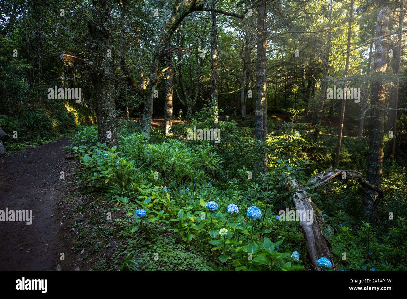 Description: View of Rainforst walking trail with hydrangea flowers in ...