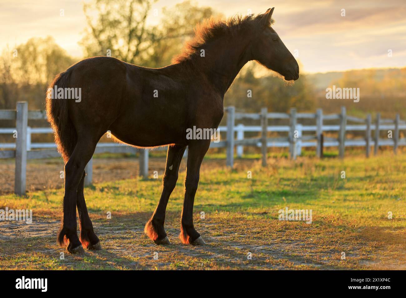 Elegant bay filly standing in sunset rays near the corral Stock Photo ...