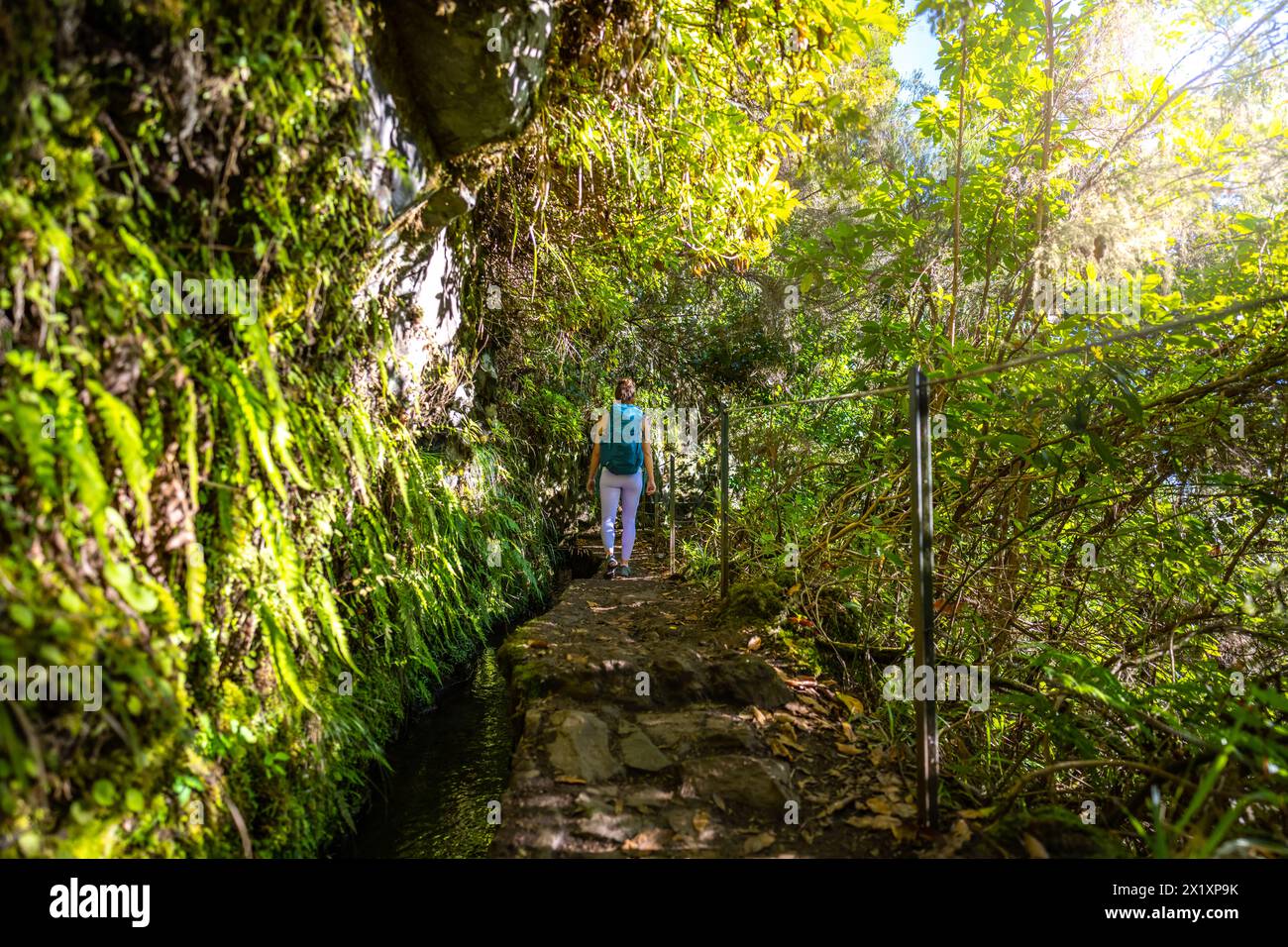 Description: Backpacker toursit walks along sunny rainforst water ...