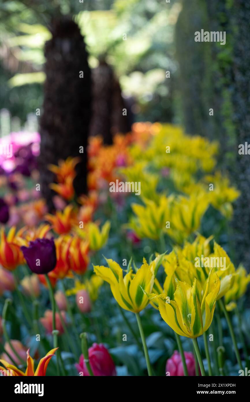 Colourful tulips, photographed in springtime at Victoria Embankment ...