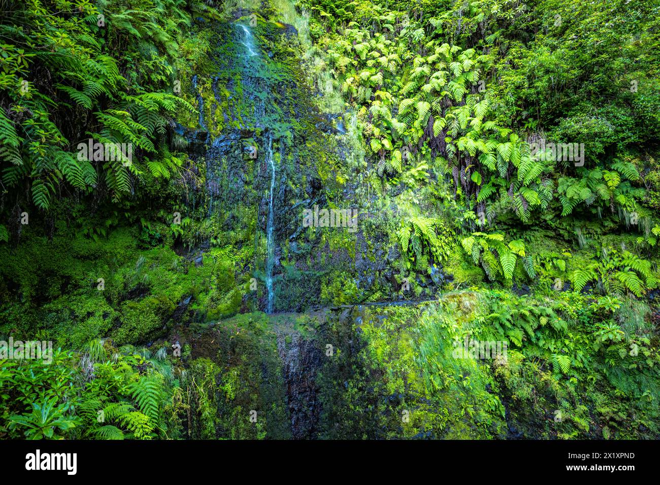 Description: View on historic water channel which overgrown by plants ...