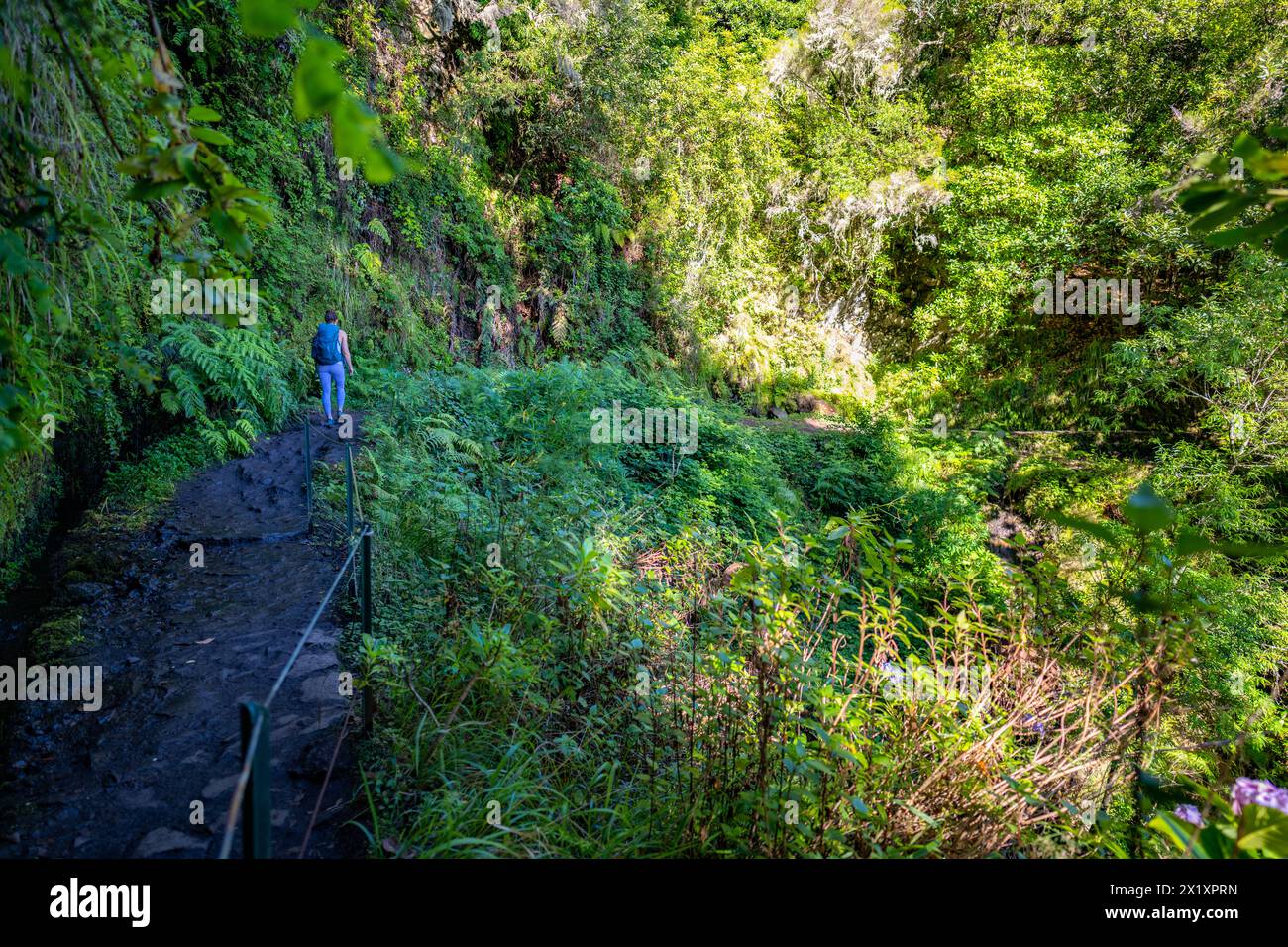 Description: Backpacker toursit walking along sunny rainforst water ...