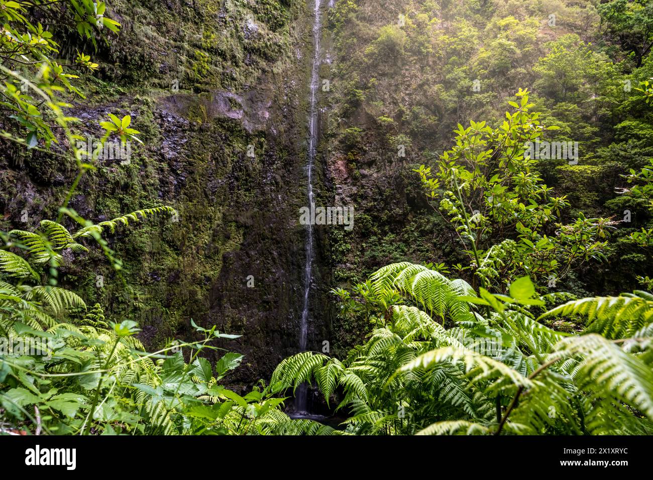 Description: Picturesque natural waterfall overgrown with plants and ...