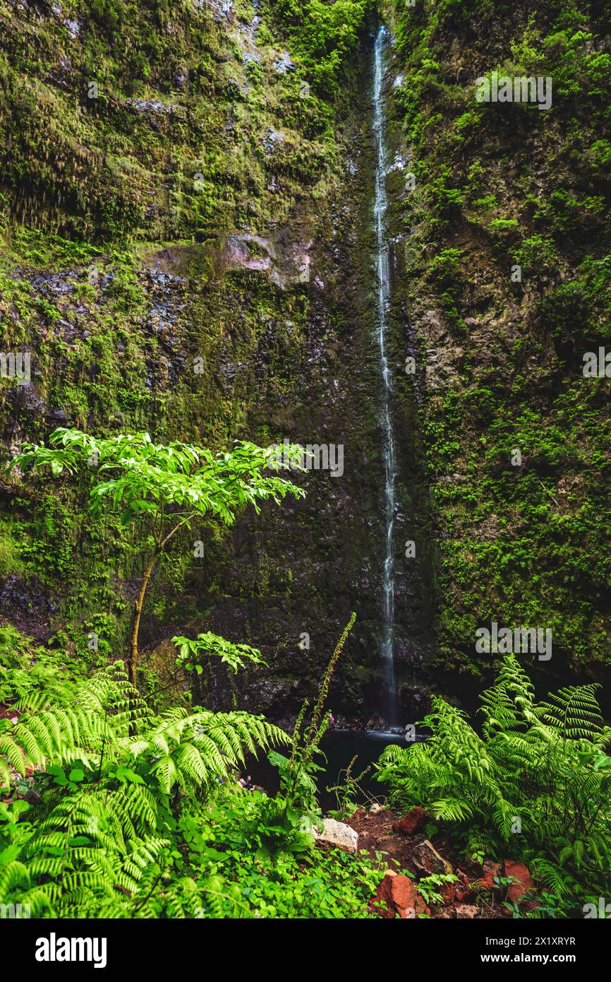 Description: Atmospheric natural waterfall overgrown with plants and ...