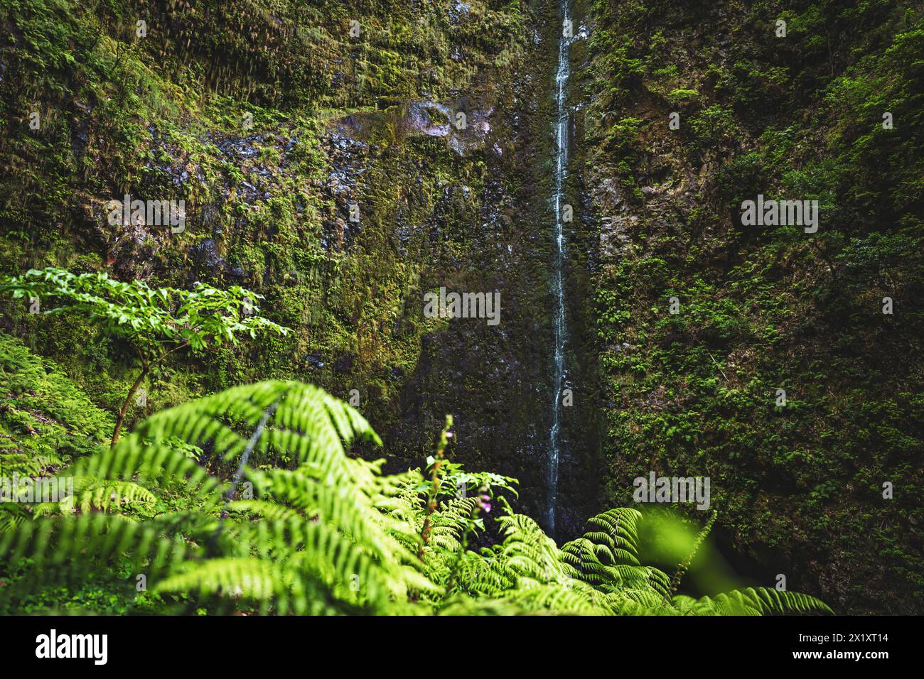 Description: Picturesque natural waterfall overgrown with plants and ...