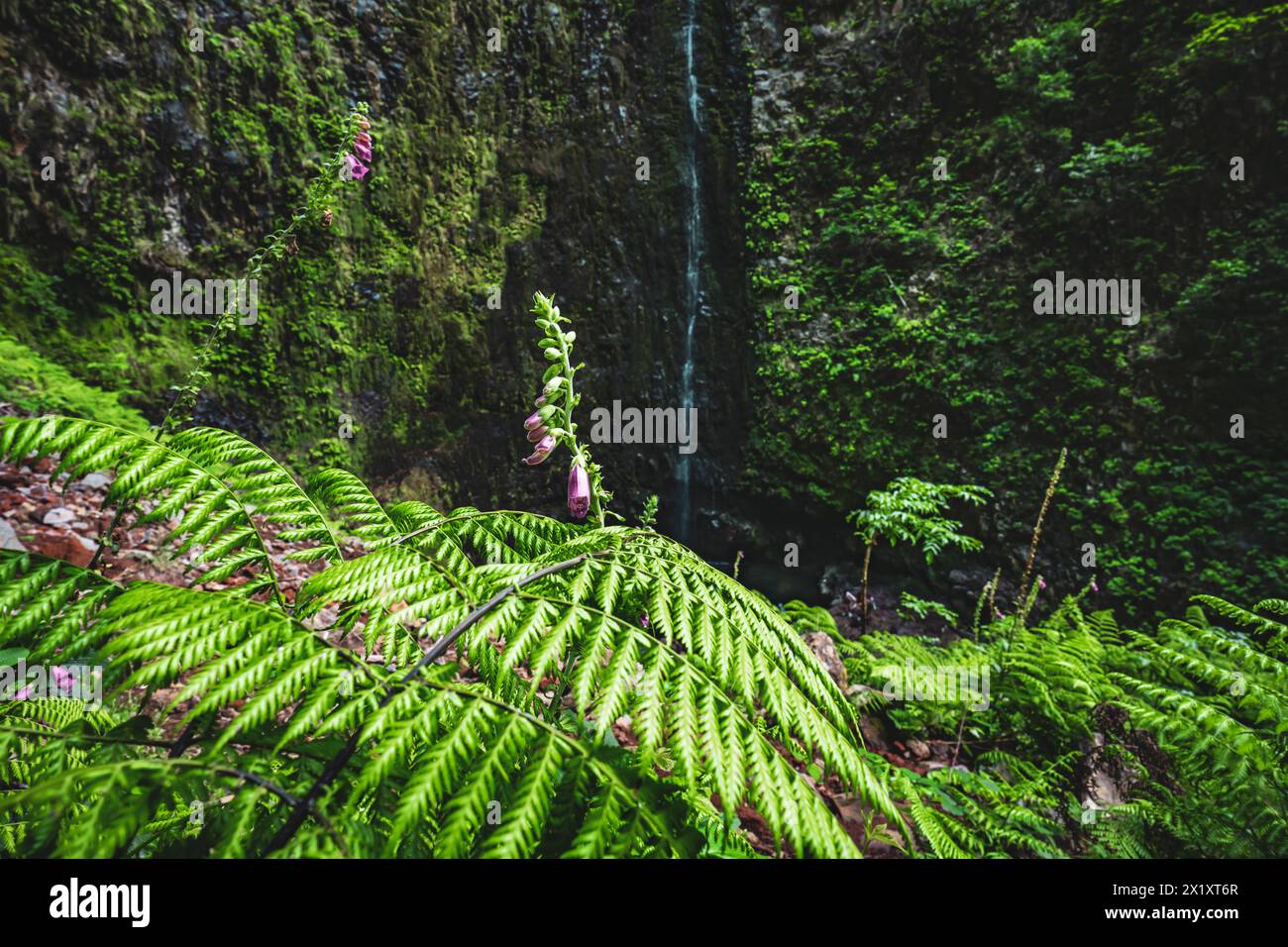 Description: Atmospheric natural waterfall overgrown with plants and ...