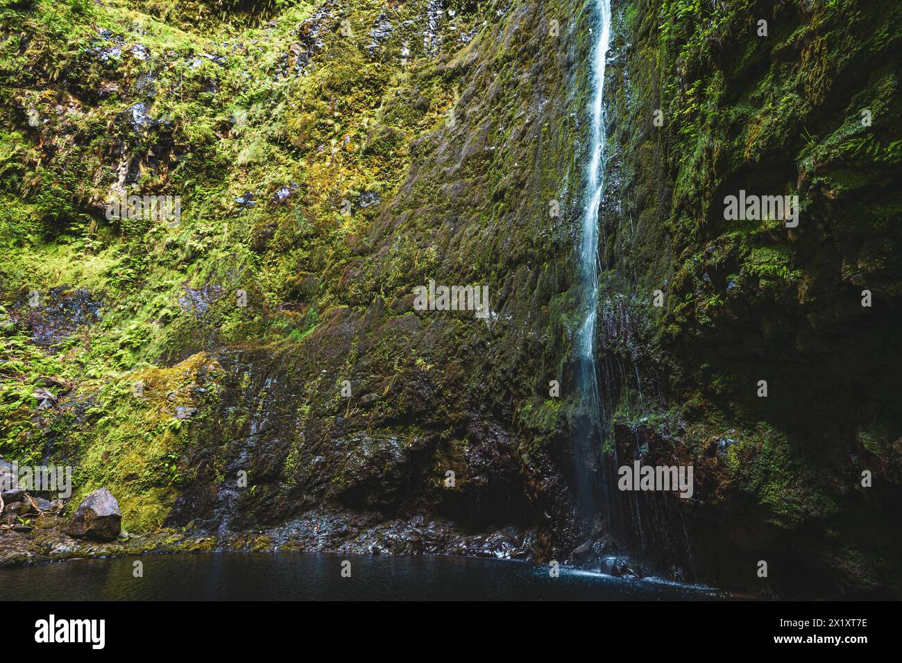 Description: Picturesque natural waterfall wall overgrown with plants ...