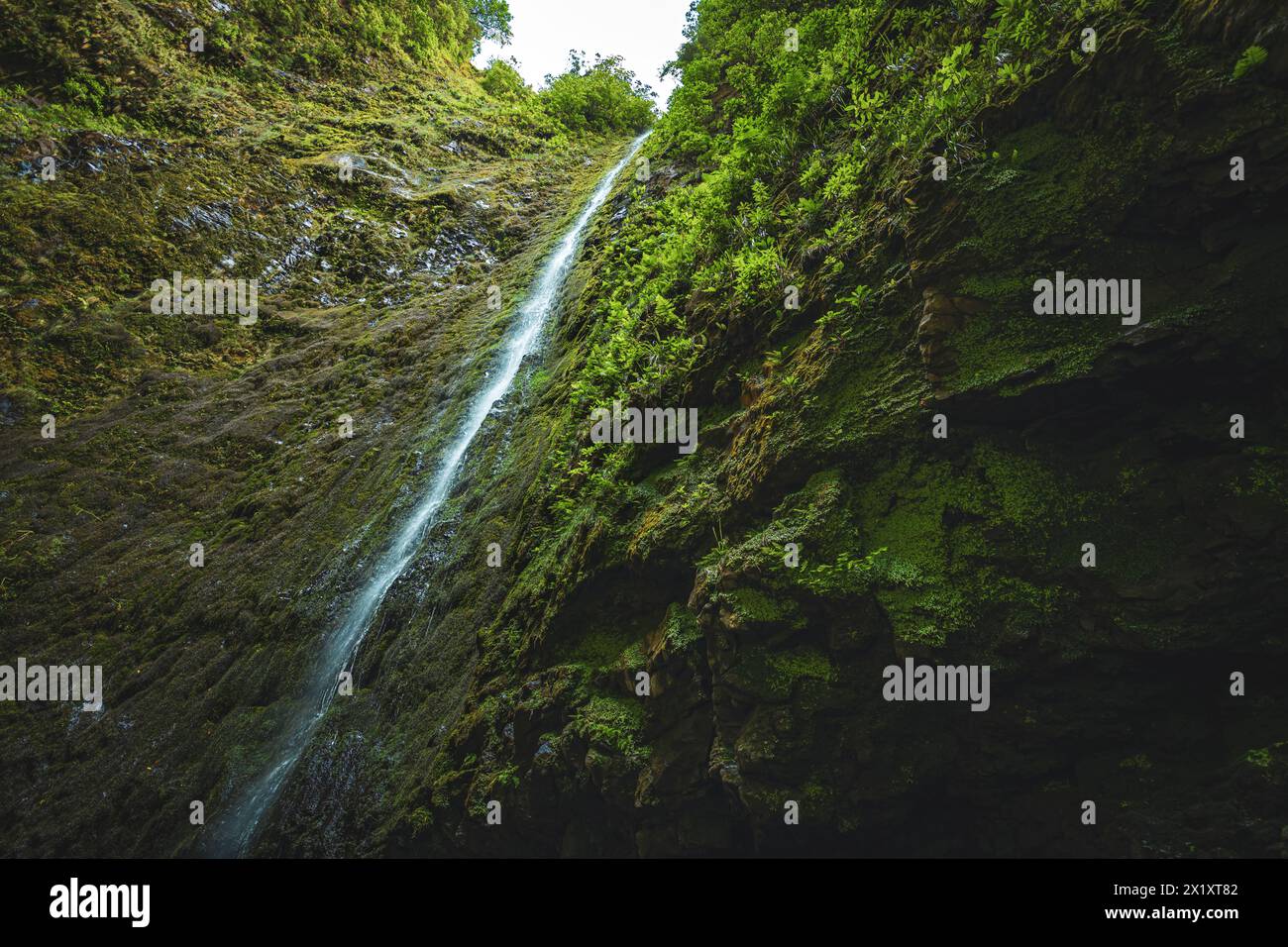 Description: Impressive natural waterfall wall overgrown with plants ...