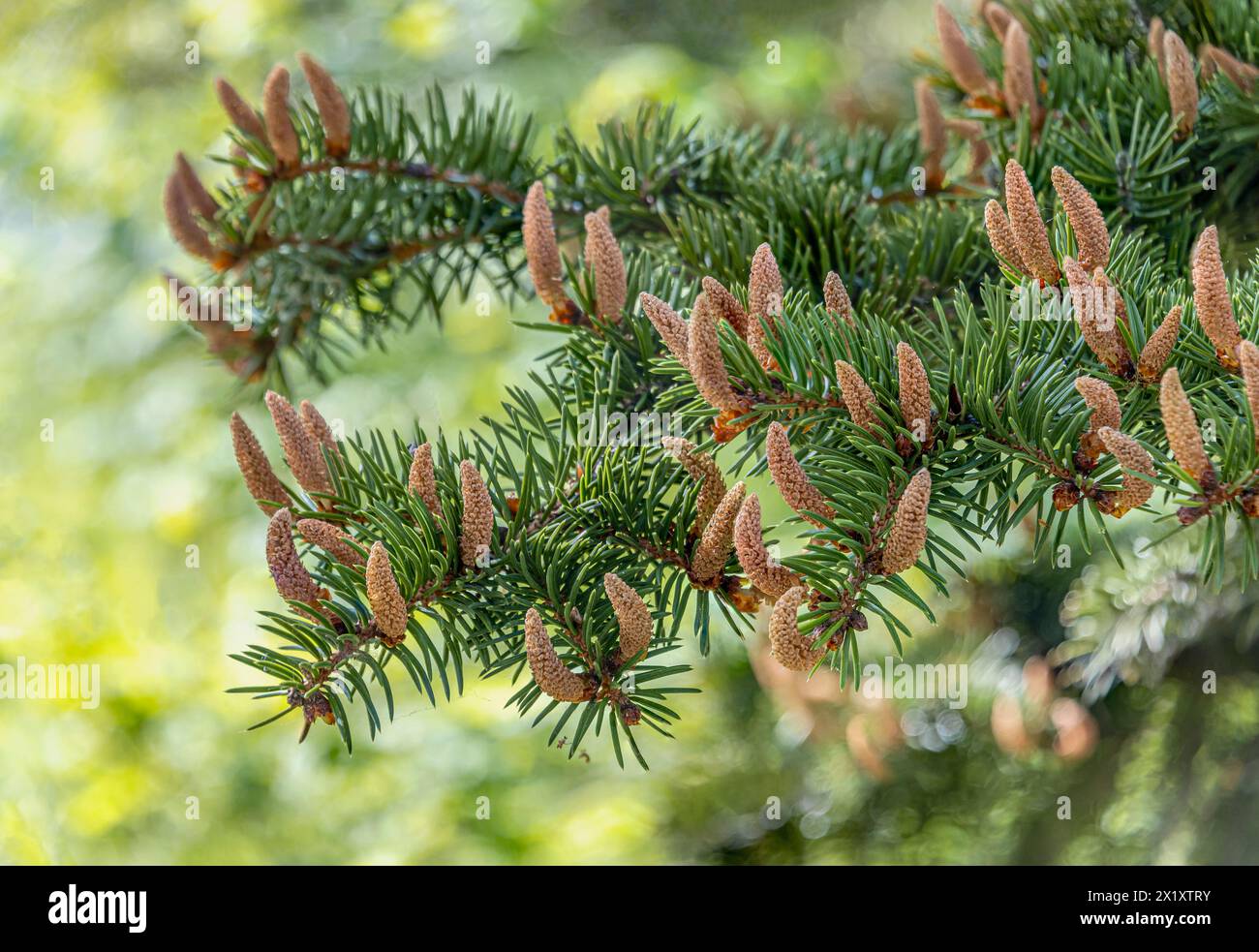 Close-up of a Tigertail Spruce (Picea torano) in the Dresden Botanical ...