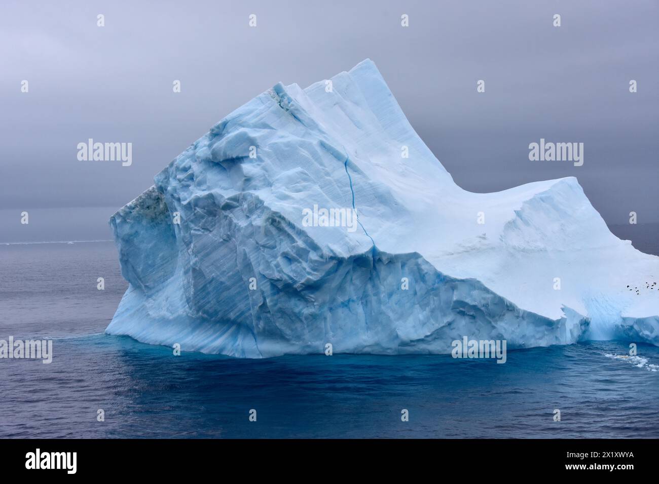 Blue iceberg floating in Antarctica Stock Photo - Alamy