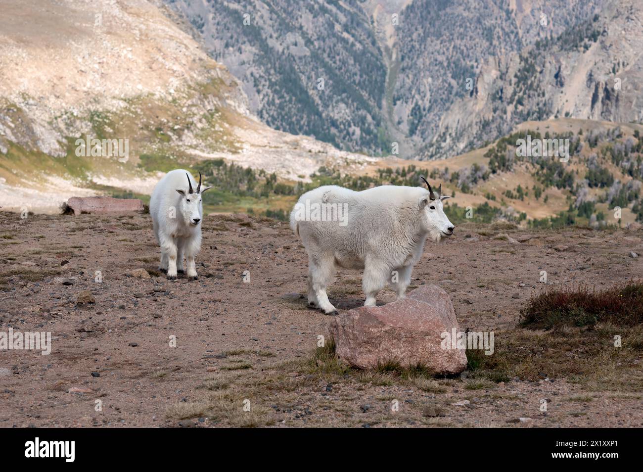 Two mountain goats on a hillside near the Beartooth Highway in Montana ...