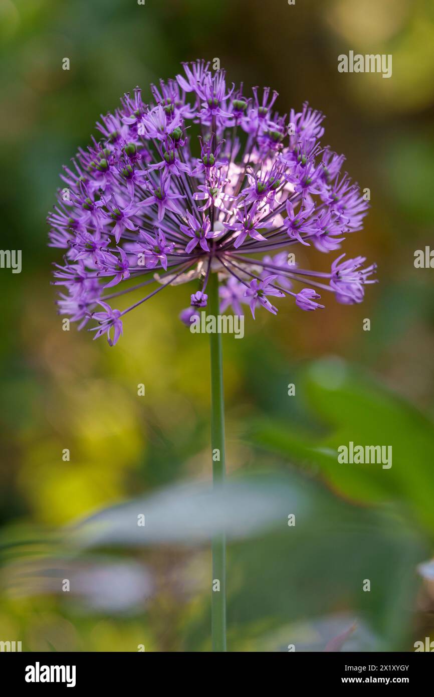 Flowering leeks, Alium Stock Photo - Alamy