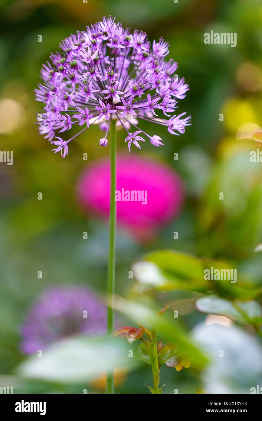 Flowering leeks hi-res stock photography and images - Alamy