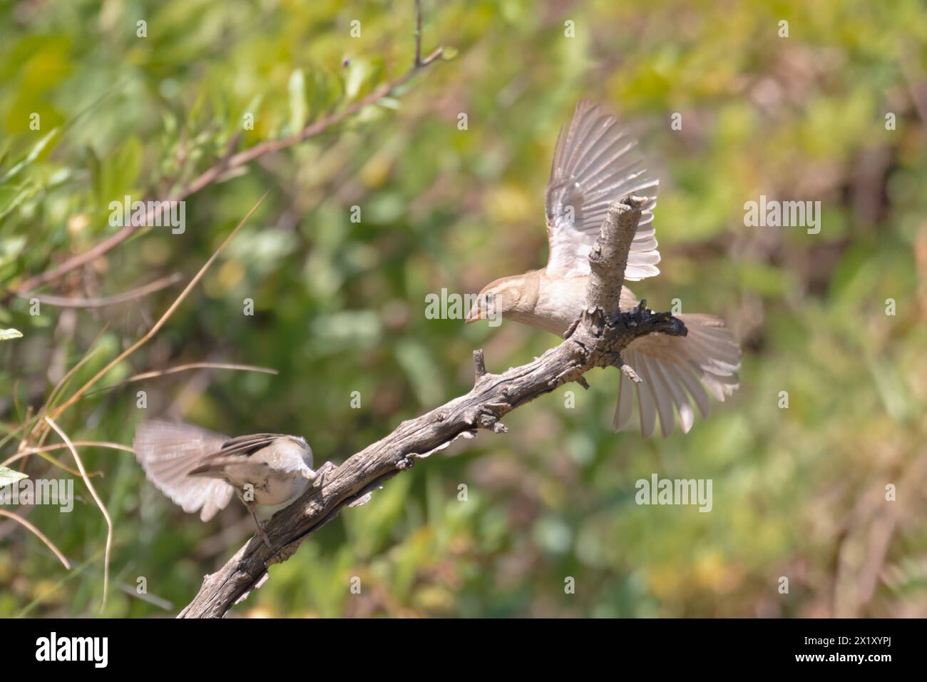 Male house sparrow fight hi-res stock photography and images - Alamy