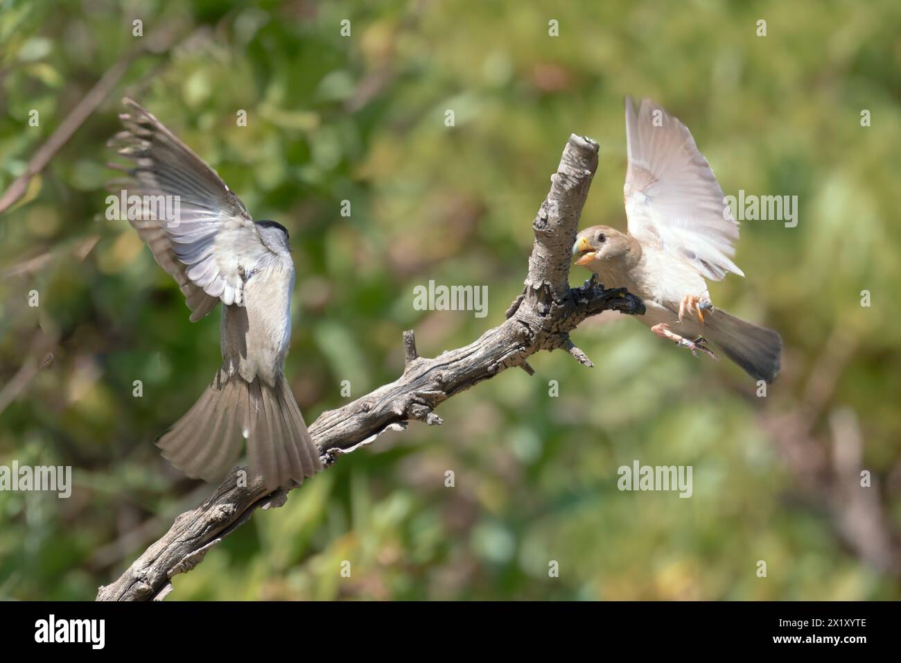 Male house sparrow fight hi-res stock photography and images - Alamy