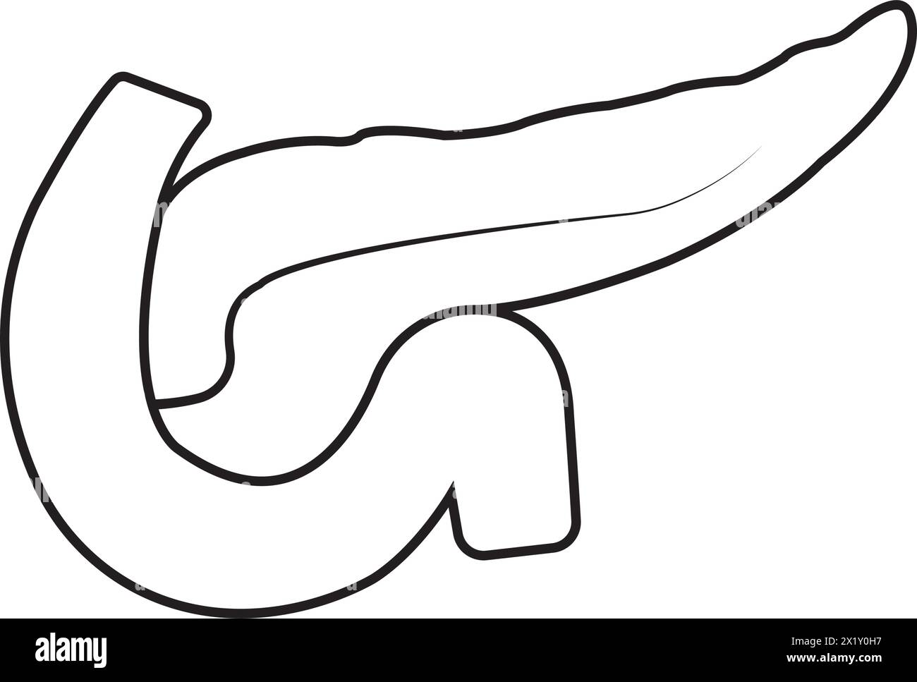 Cross section of pancreas hi-res stock photography and images - Alamy