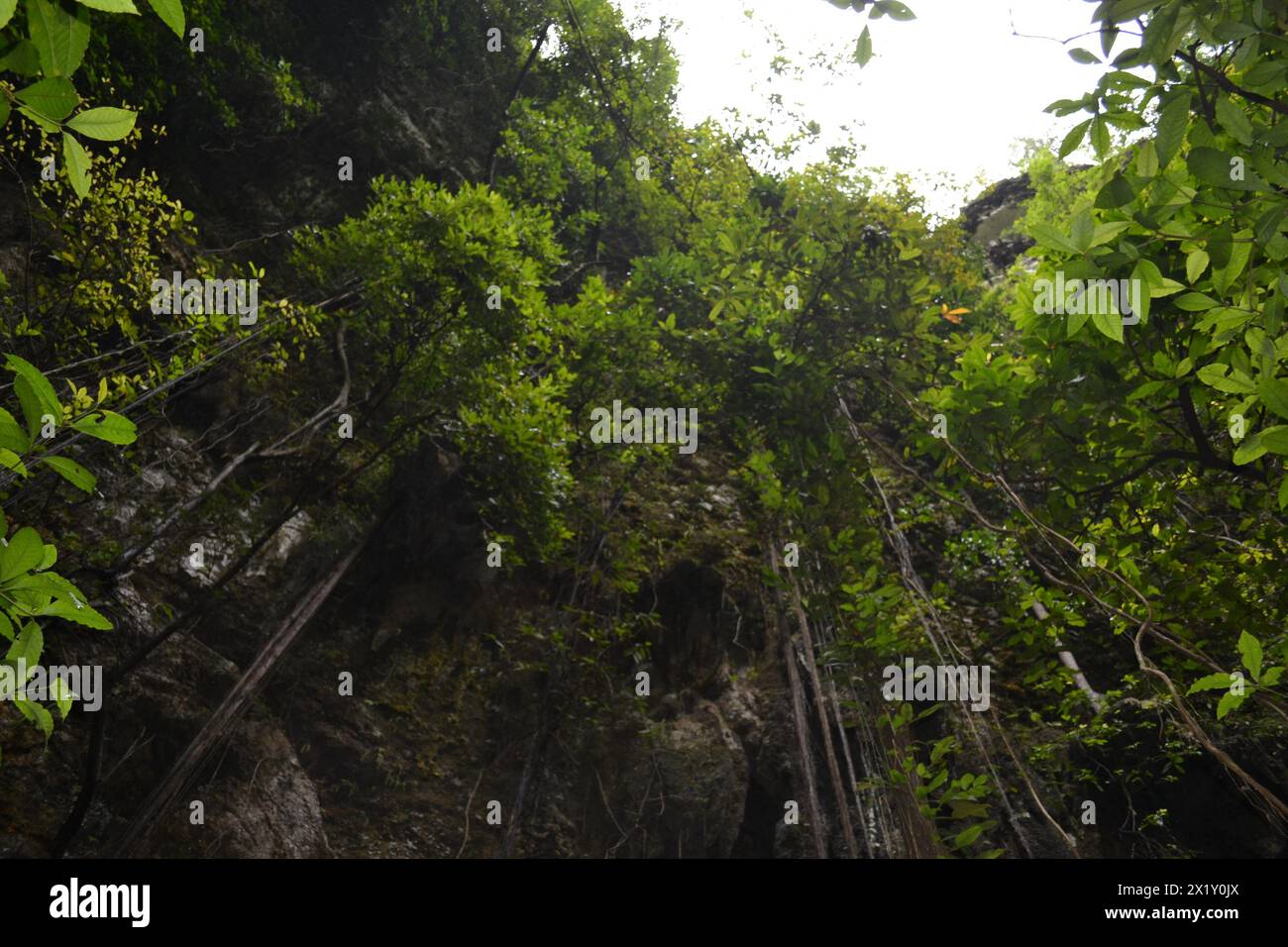 Trees on the walls of Jomblang cave, one of the vertical caves in ...