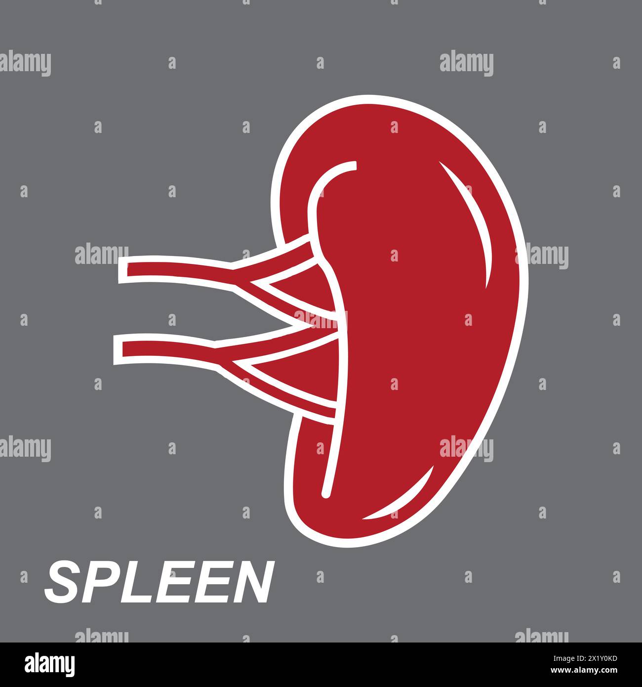 Spleen icon vector illustration symbol design Stock Vector Image & Art ...