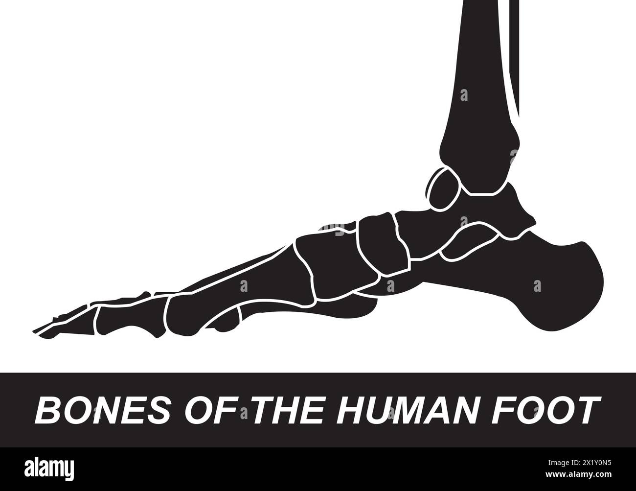 Human bones cut out Stock Vector Images - Alamy