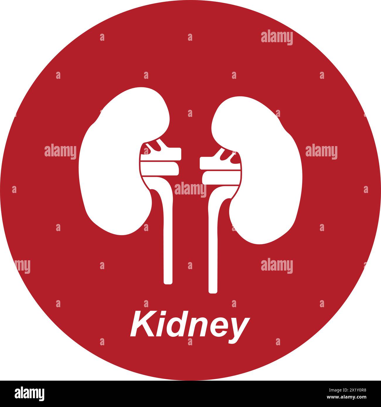 Renal function Stock Vector Images - Alamy