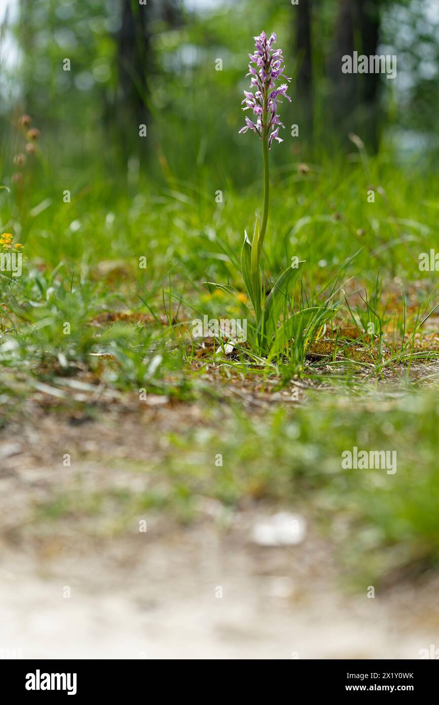 Helmeted orchid hi-res stock photography and images - Alamy