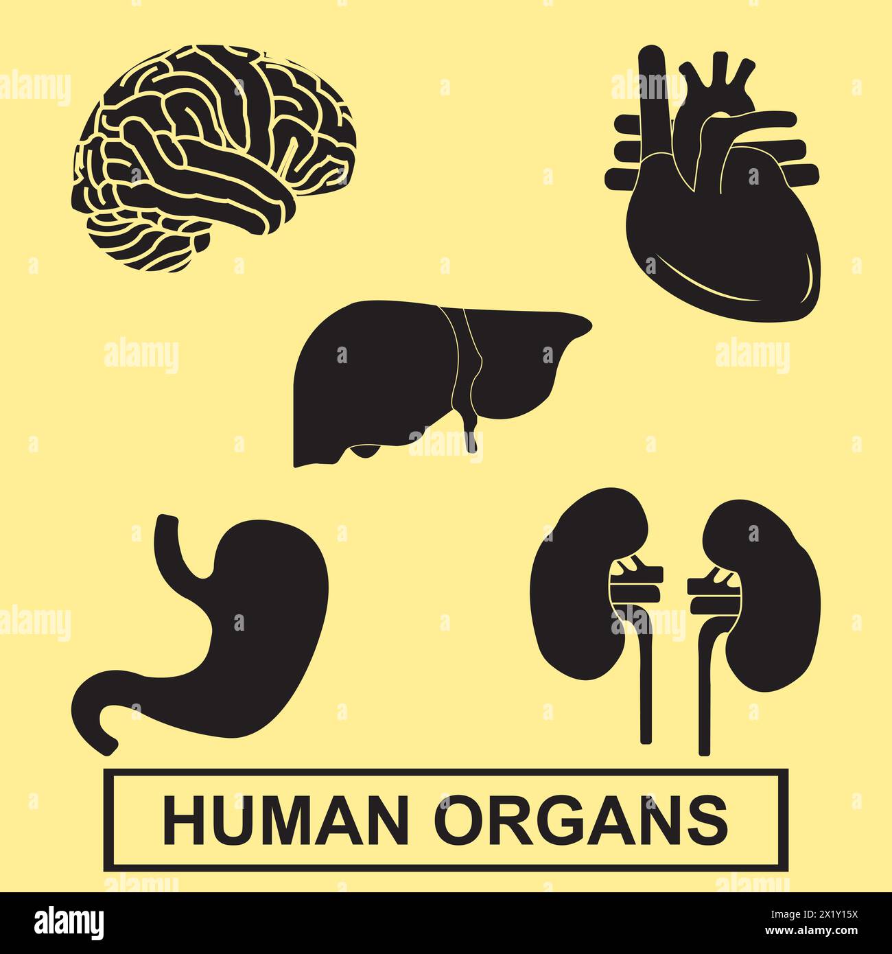 Human body illustration simple organs hi-res stock photography and ...