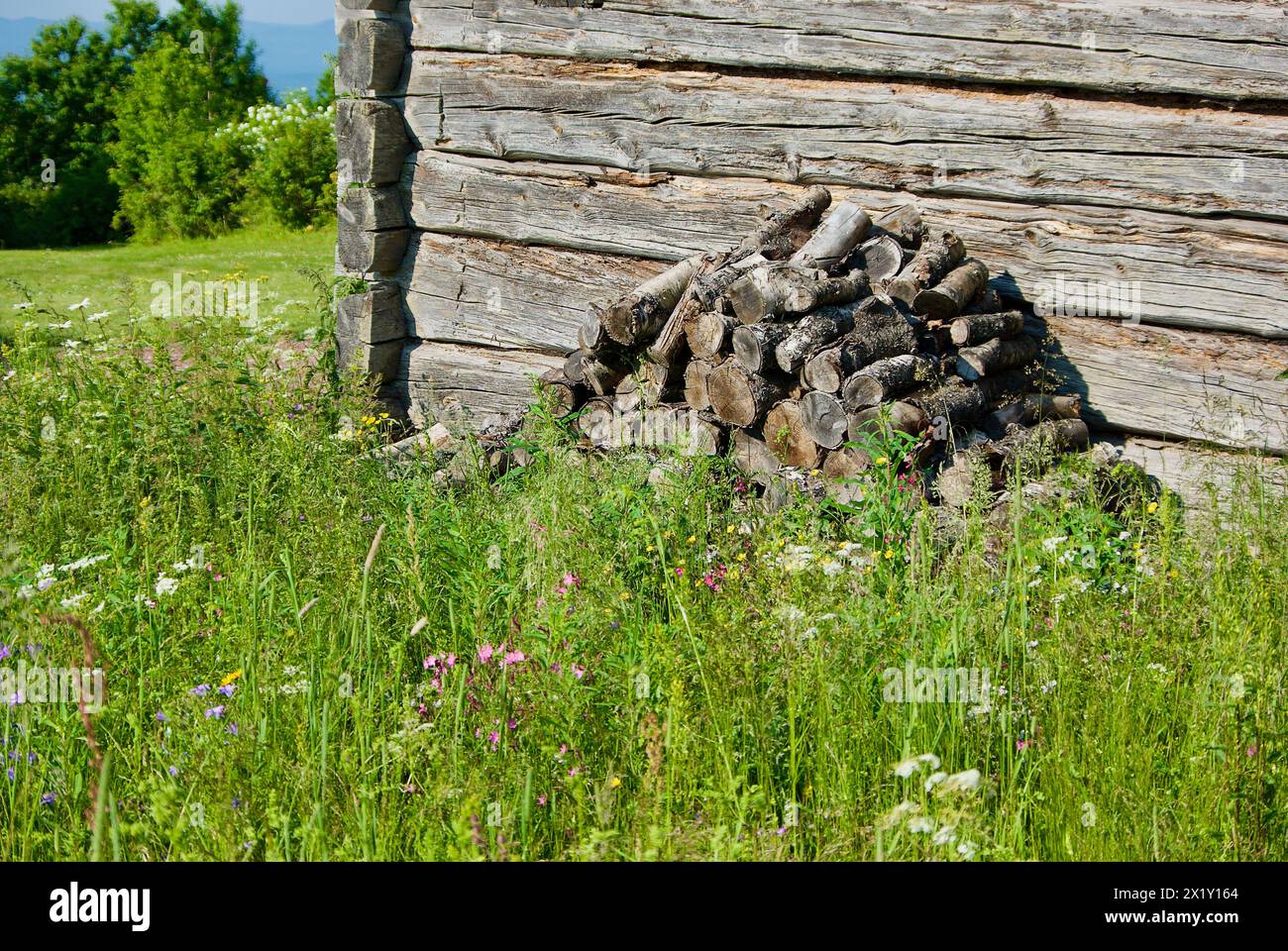 Old grey swedish timber barn with a woodpile among wild flowers in a ...
