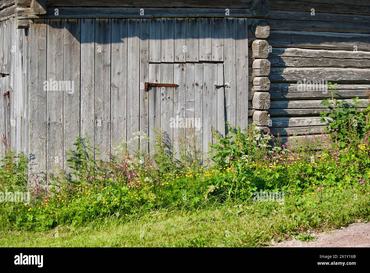 Swedish old grey timber barn behind wild meadow flowers in a rural ...