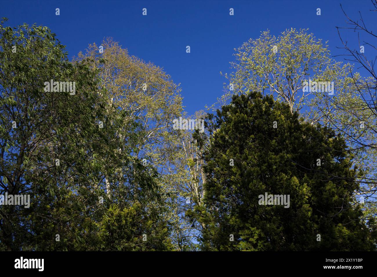 Group of trees in a park Stock Photo - Alamy