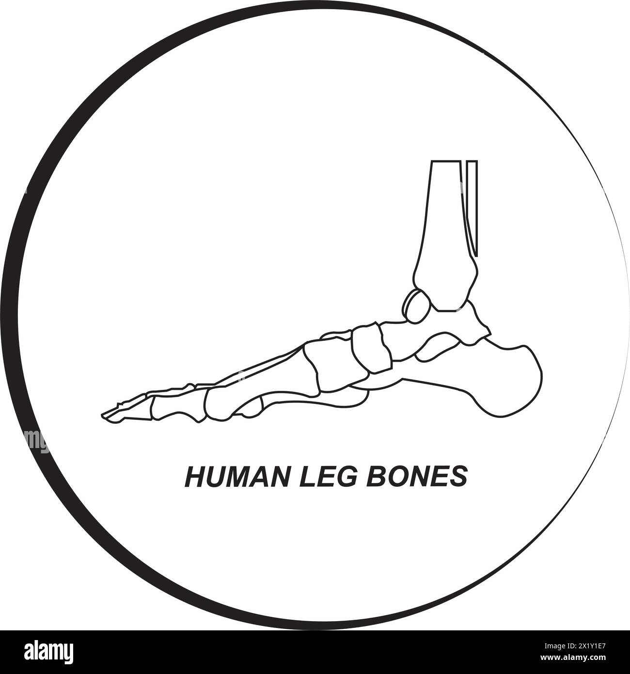 Human skeleton bones blue Black and White Stock Photos & Images - Alamy