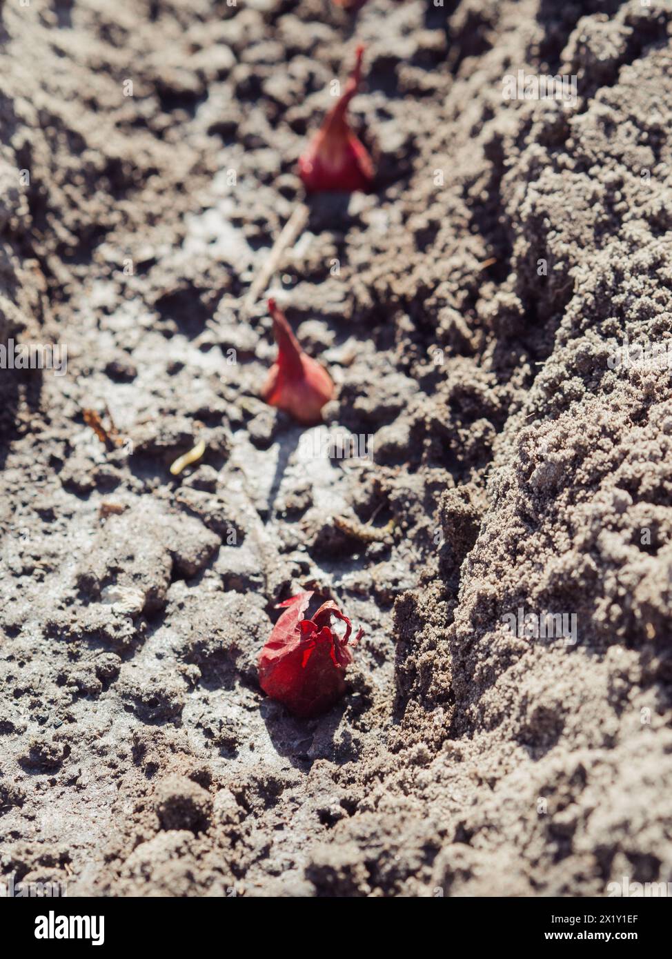 Vertical close up of three red onion bulbs in a raw ready to be covered ...