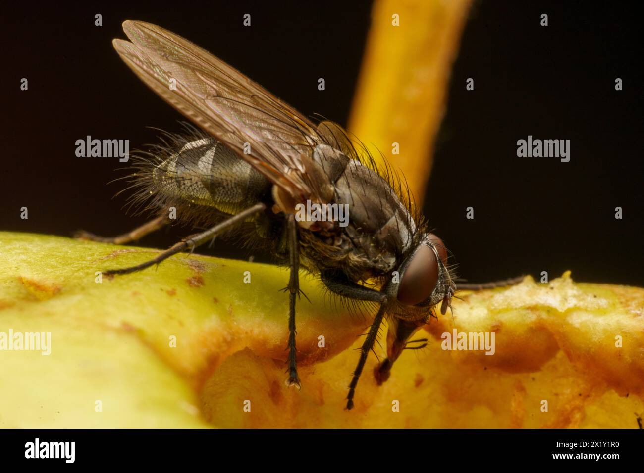 Vagabond cluster fly hi-res stock photography and images - Alamy