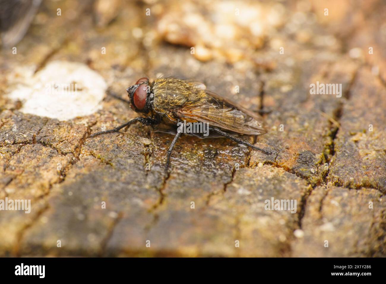 Genus Pollenia Cluster flies Family Polleniidae wild nature insect ...