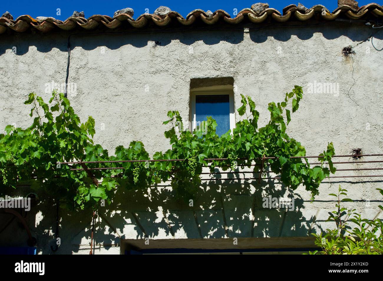 Stone building with a small window behind growing vine plants with ...