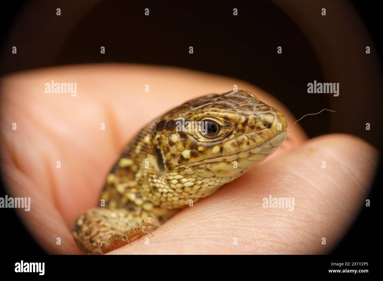 Lizard family hi-res stock photography and images - Alamy