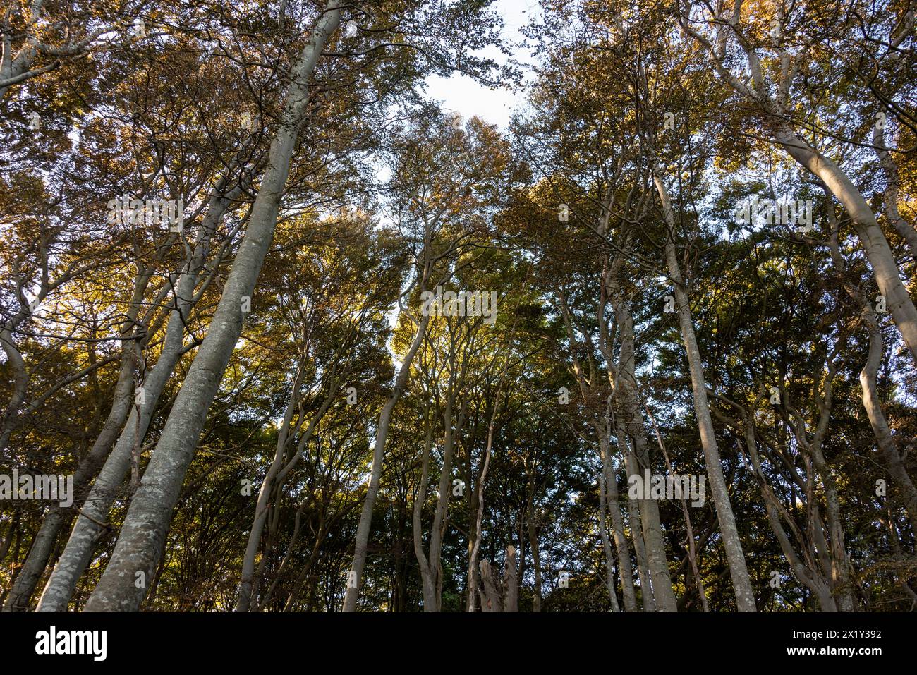 Old beeches hi-res stock photography and images - Alamy