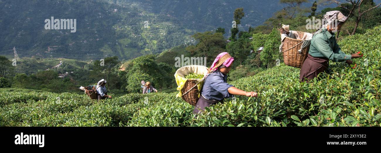 Tea pickers on the hillside. Only the two youngest shoot tips and the ...