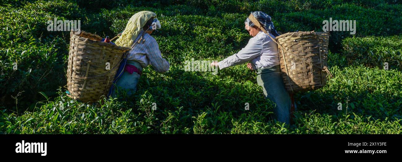 Tea pickers at work in the middle of a tea field. Picking requires ...