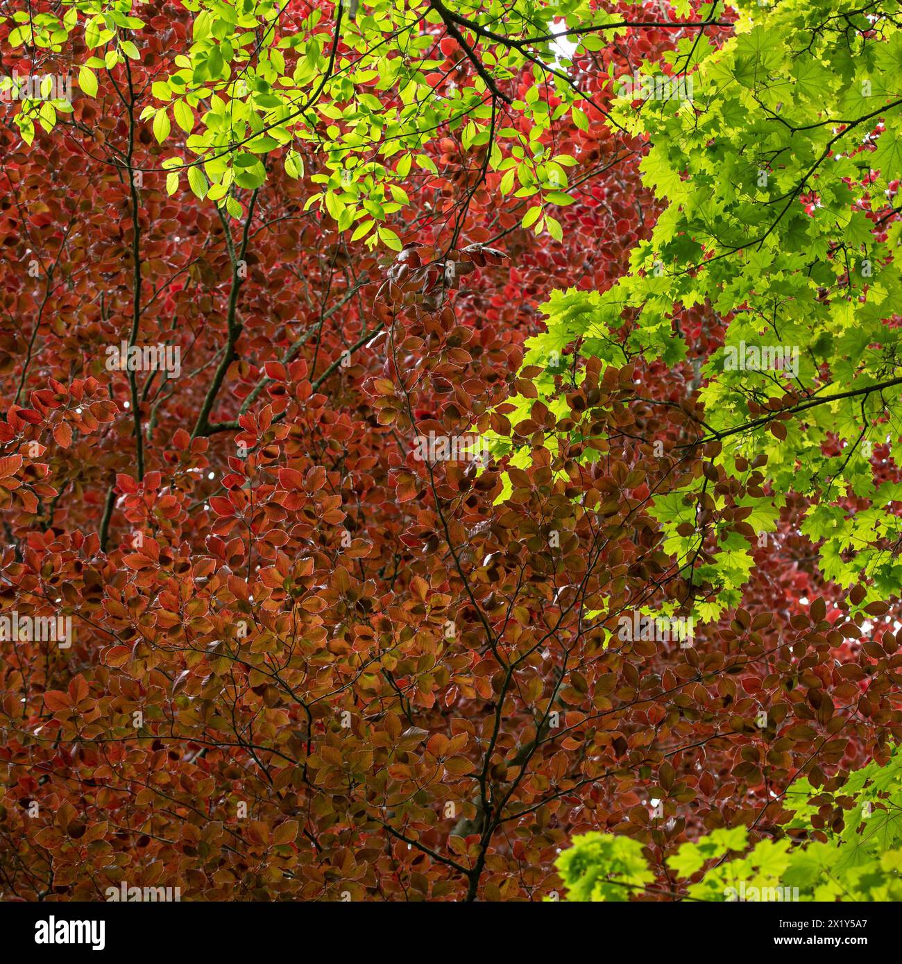 Fresh green color palette hi-res stock photography and images - Alamy