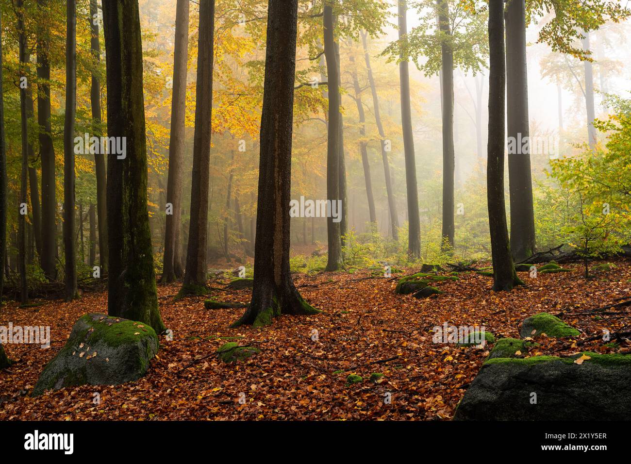 Autumnal cloud forest at Felsenmeer, Lautertal, Odenwald, Hesse ...