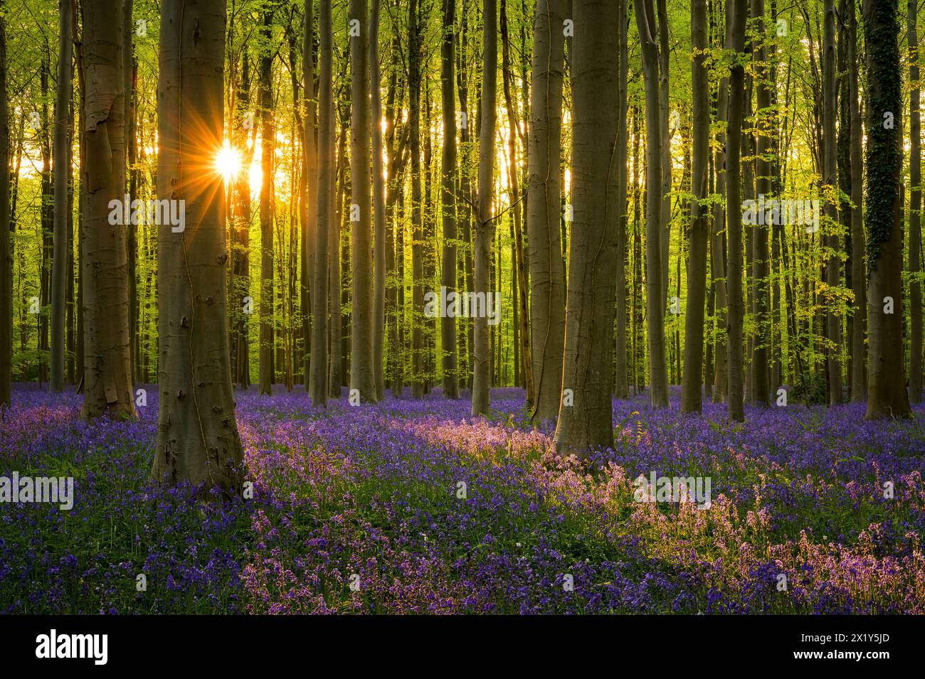 Hallerbos, belgium hi-res stock photography and images - Alamy